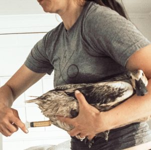 Ascites: Treating Duck Water Belly - Backyard Poultry